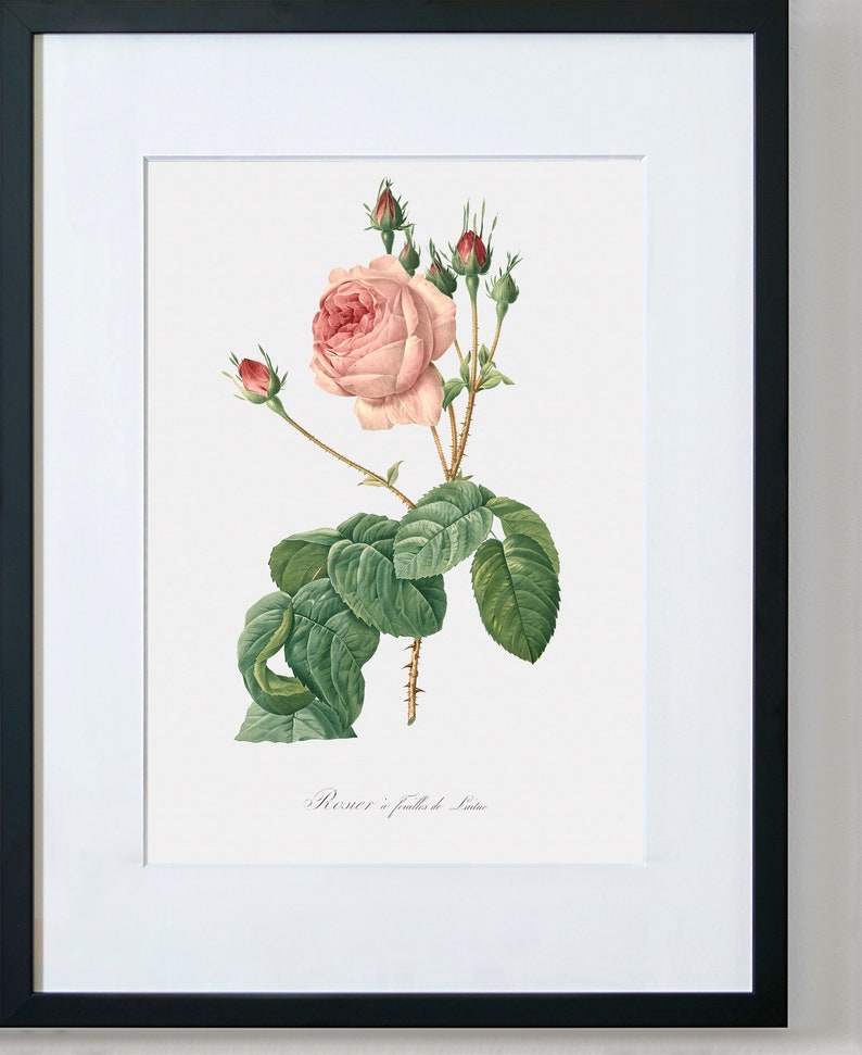 Rose Art Print Floral Art Lettuce-leaved Rose Rosa - Etsy
