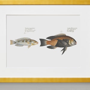 Fish Wall Art Print - 1. Labrus Melagaster 2. Labrus Malapterus - Etsy