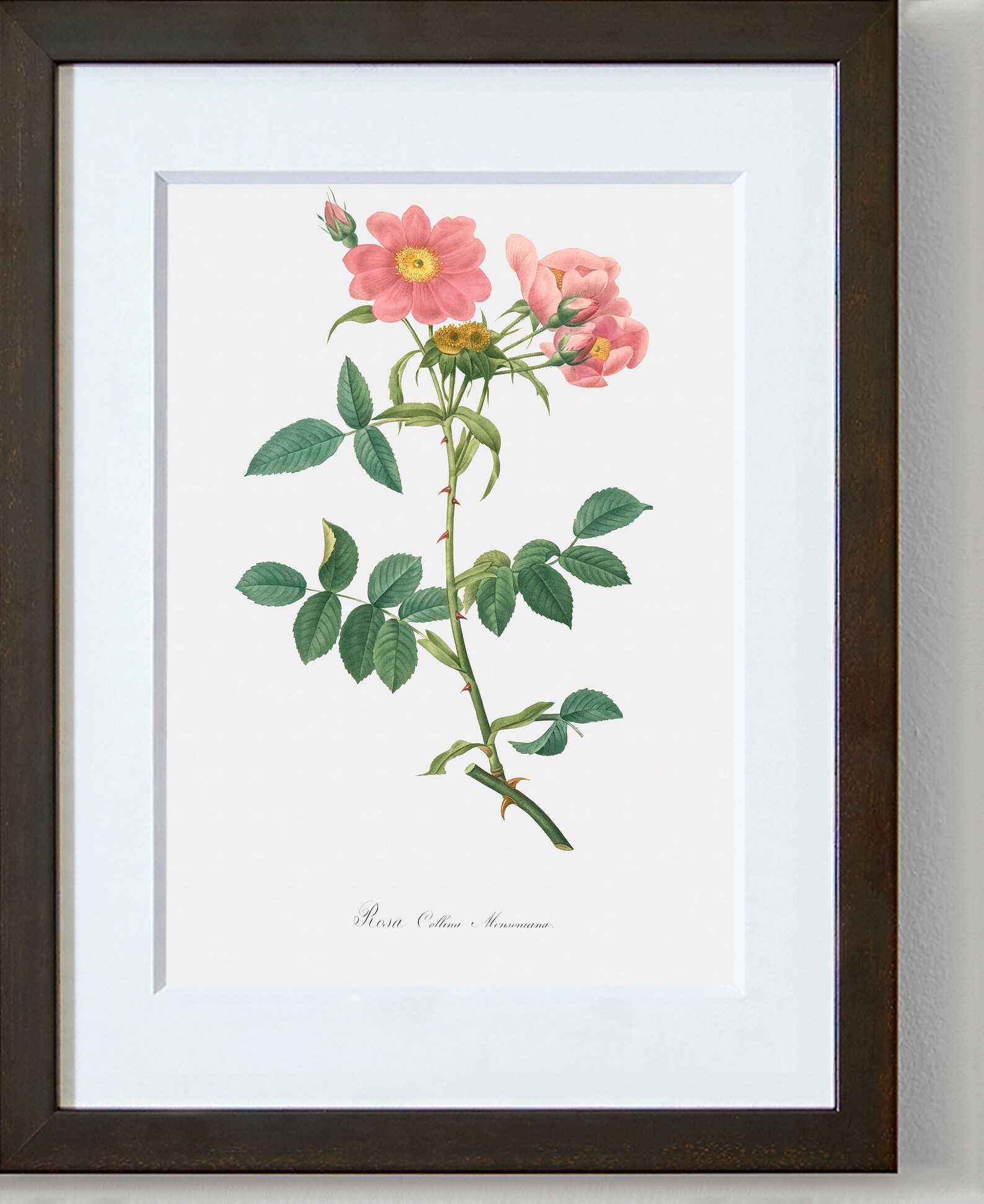 Rose Art Print - Floral Art - Lady Monson's Rose - Rosa Collina ...