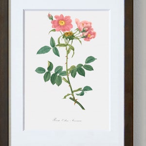 Rose Art Print - Floral Art - Lady Monson's Rose - Rosa Collina ...