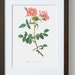 Rose Art Print - Floral Art - Lady Monson's Rose - Rosa Collina ...
