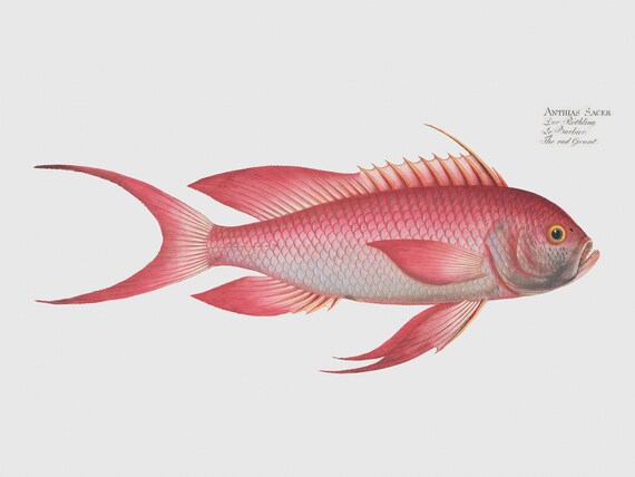 Fish Wall Art the Red Grunt Fish Fine Art Prints Framed | Etsy