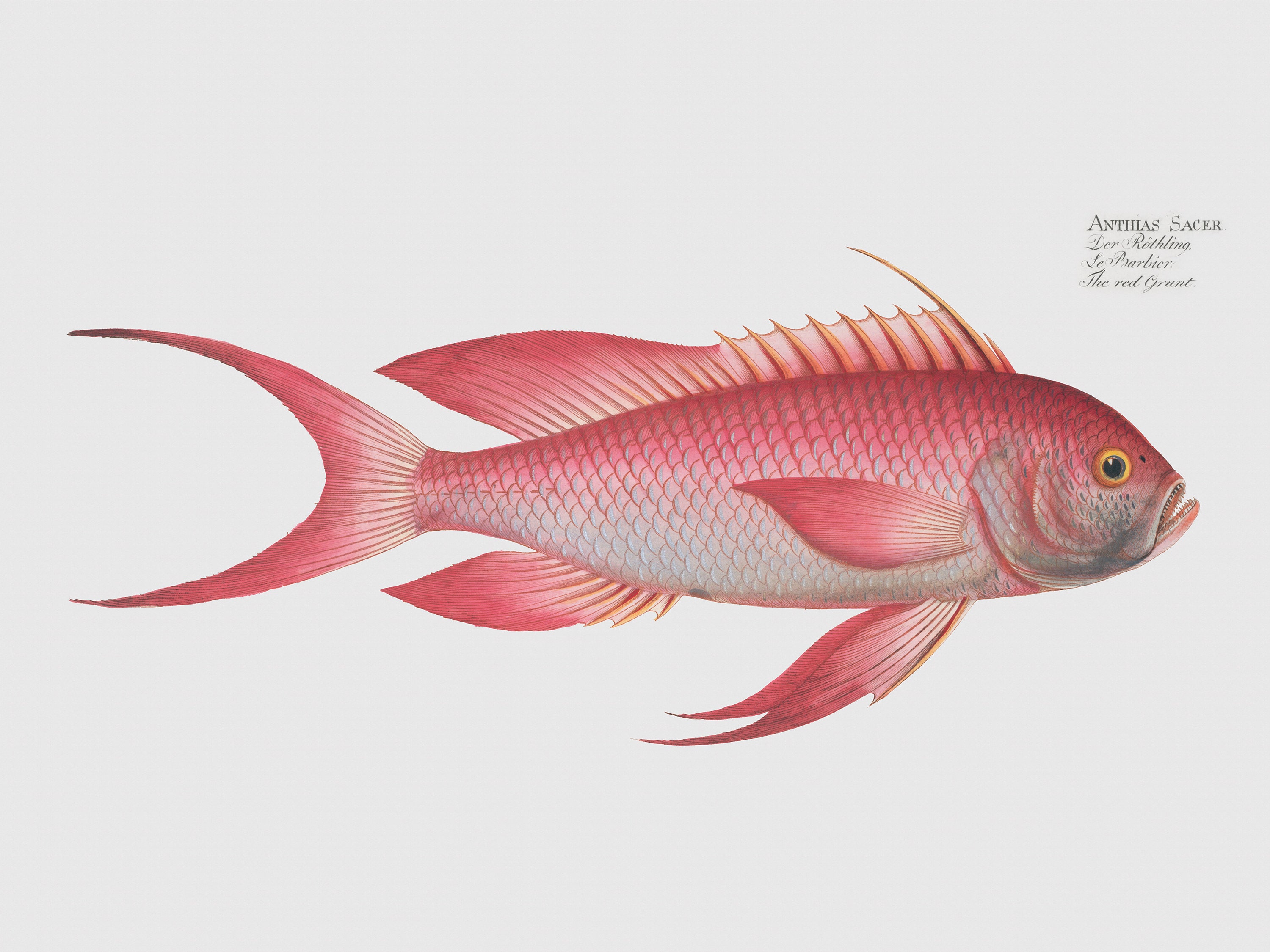 Fish Wall Art the Red Grunt Fish Fine Art Prints Framed - Etsy