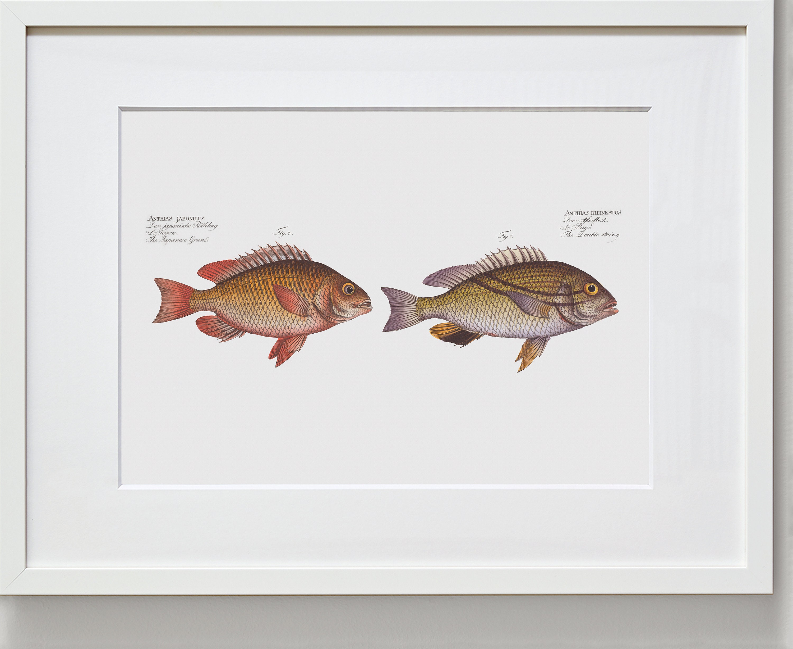 Fish Wall Art the Double String Fish Print Fish Artwork - Etsy