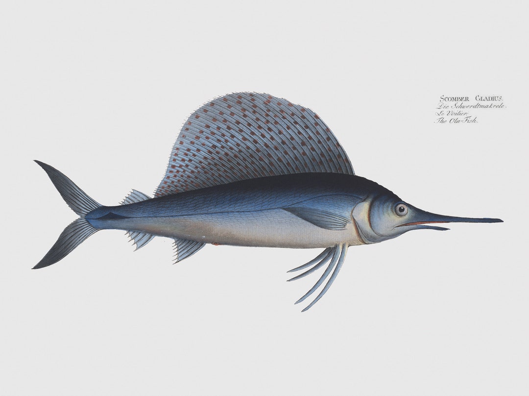 Fish Wall Art - the Ola-fish Artwork - Scomber Gladius - Etsy