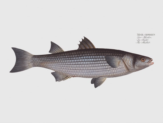 Fish Wall Art the Mullet Fish Fine Art Prints Framed Art | Etsy