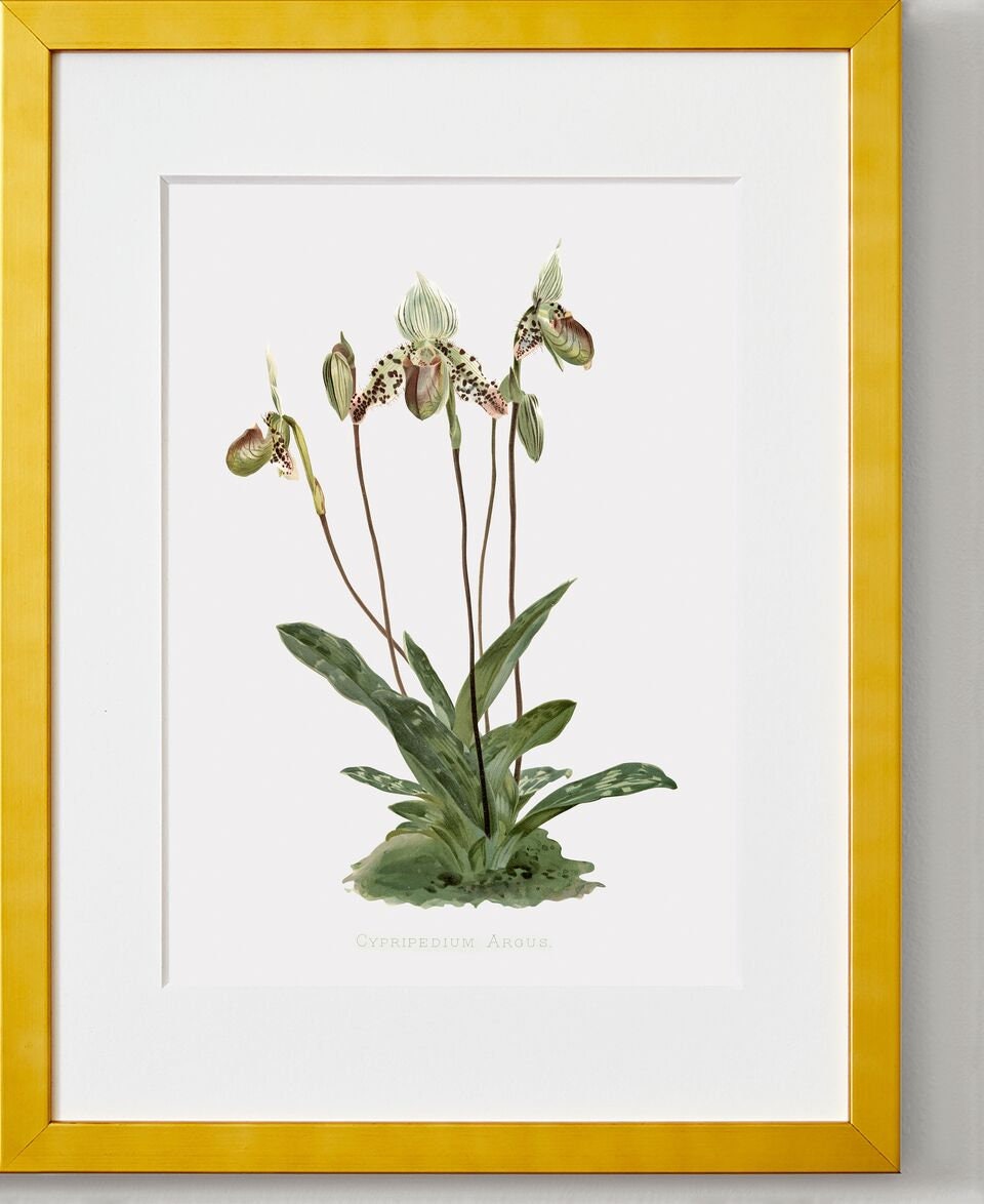 Orchid Wall Art Orchid Art Orchid Canvas Wall Art - Etsy