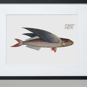 Fish Wall Art Print - the Flying-fish Framed Art - Fish Artwork - Etsy
