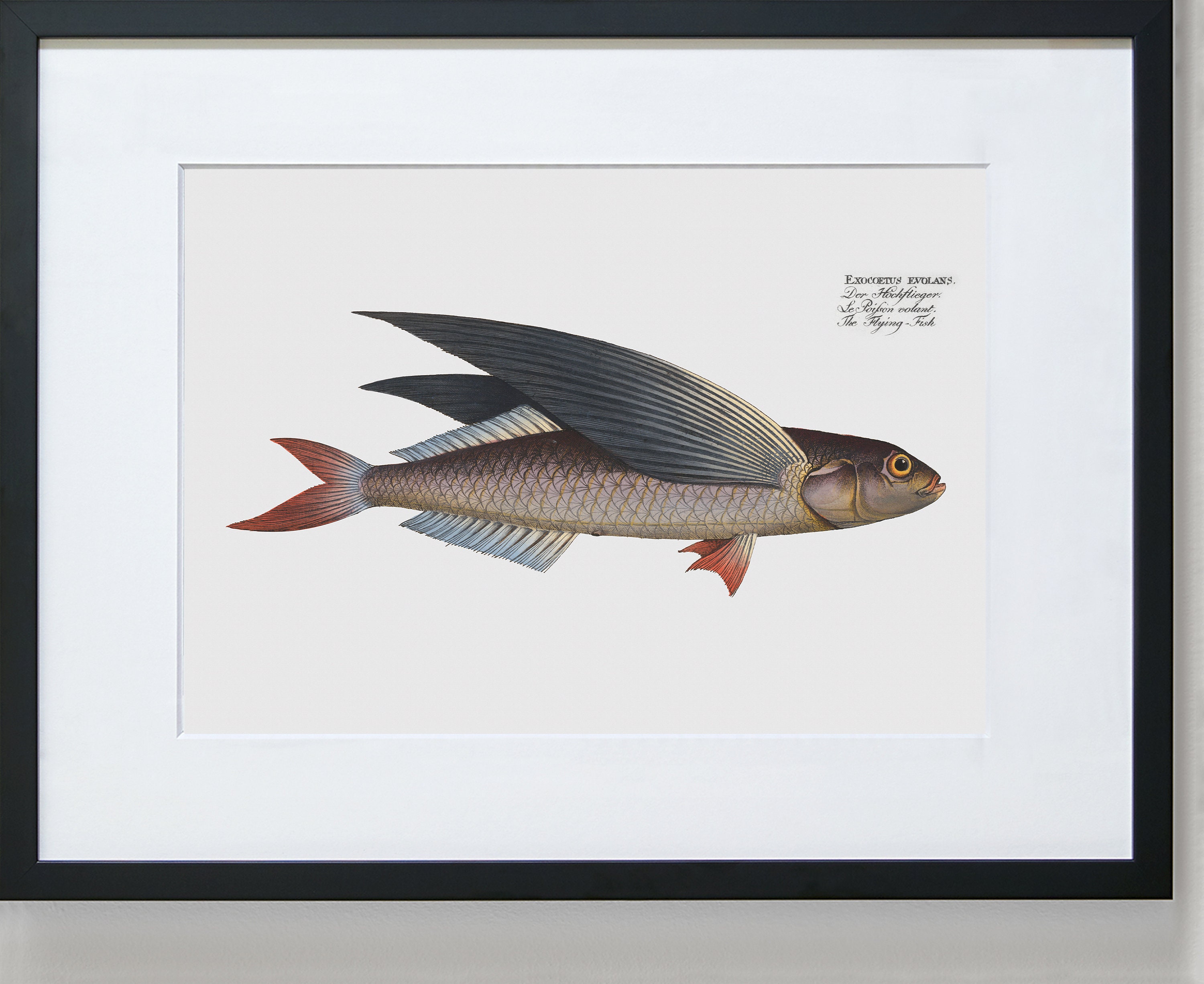 Fish Wall Art Print - the Flying-fish Framed Art - Fish Artwork - Etsy