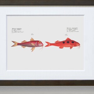 Fish Wall Art - the Maculated Surmulet - the Smaller Red-beard - Fish ...