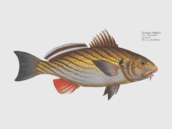 Fish Wall Art the Bearded Umber-fish Artwork Sciaena | Etsy