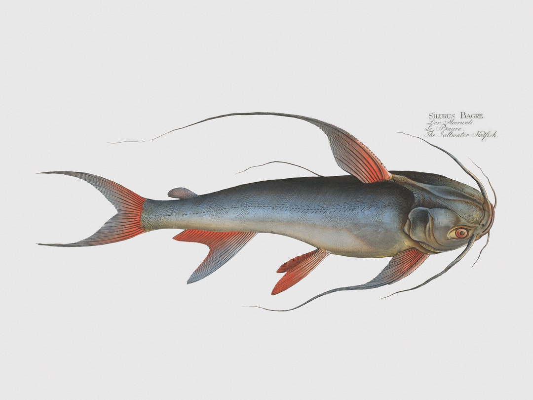 Fish Wall Art - the Saltwater Katfish - Fish Fine Art Prints - Framed ...
