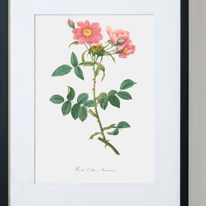 Rose Art Print - Floral Art - Lady Monson's Rose - Rosa Collina ...