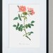 Rose Art Print - Floral Art - Lady Monson's Rose - Rosa Collina ...