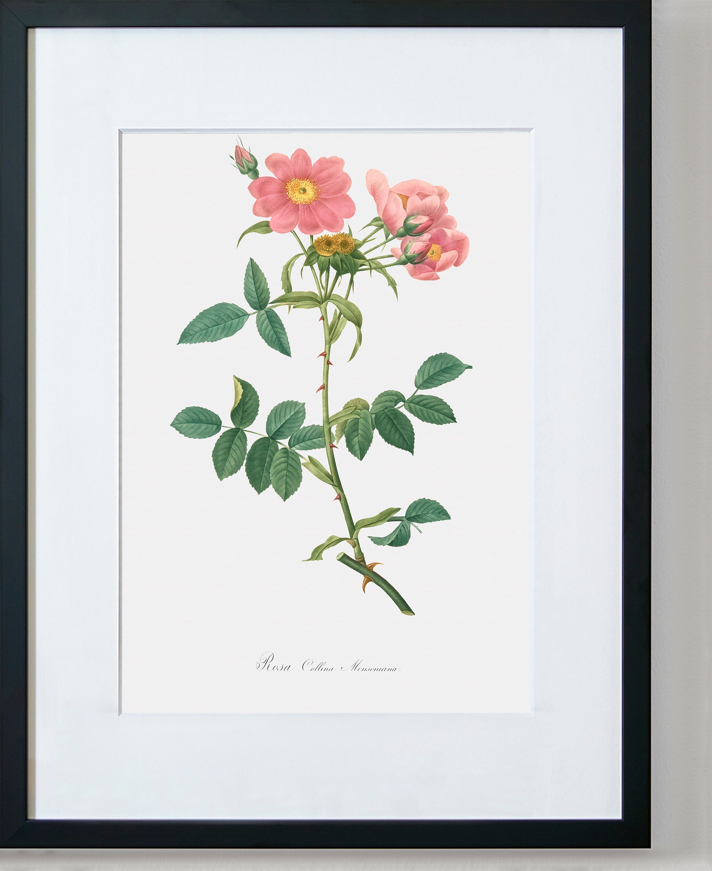 Rose Art Print - Floral Art - Lady Monson's Rose - Rosa Collina ...
