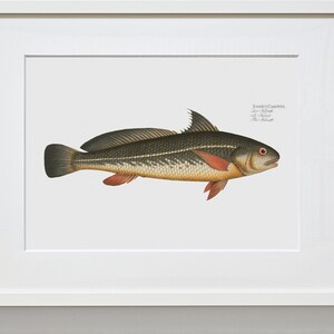 Fish Wall Art - the Karutt - Fish Fine Art Prints - Framed Art - Etsy