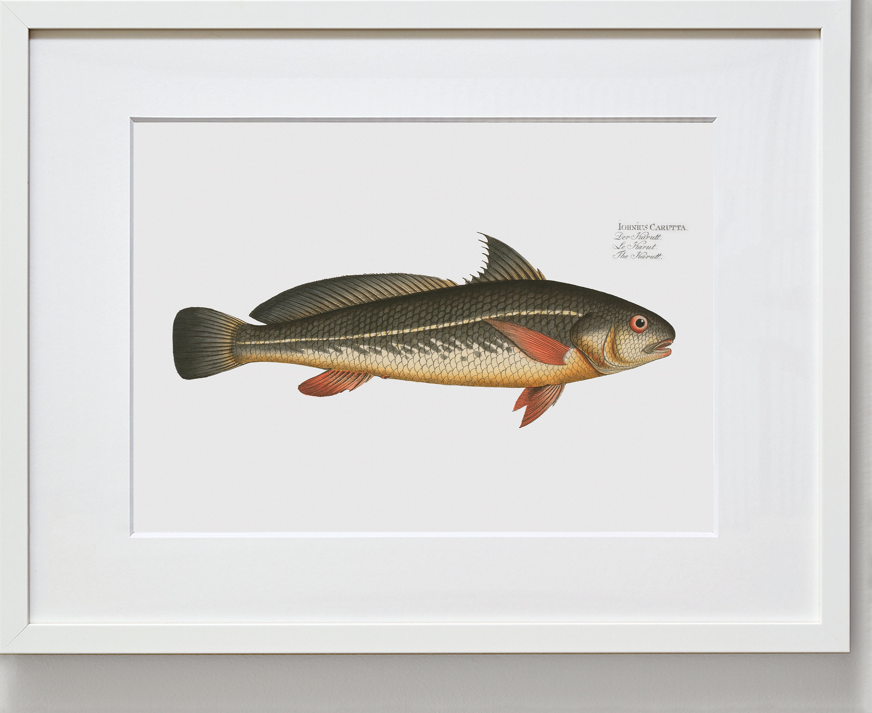 Fish Wall Art - the Karutt - Fish Fine Art Prints - Framed Art - Etsy