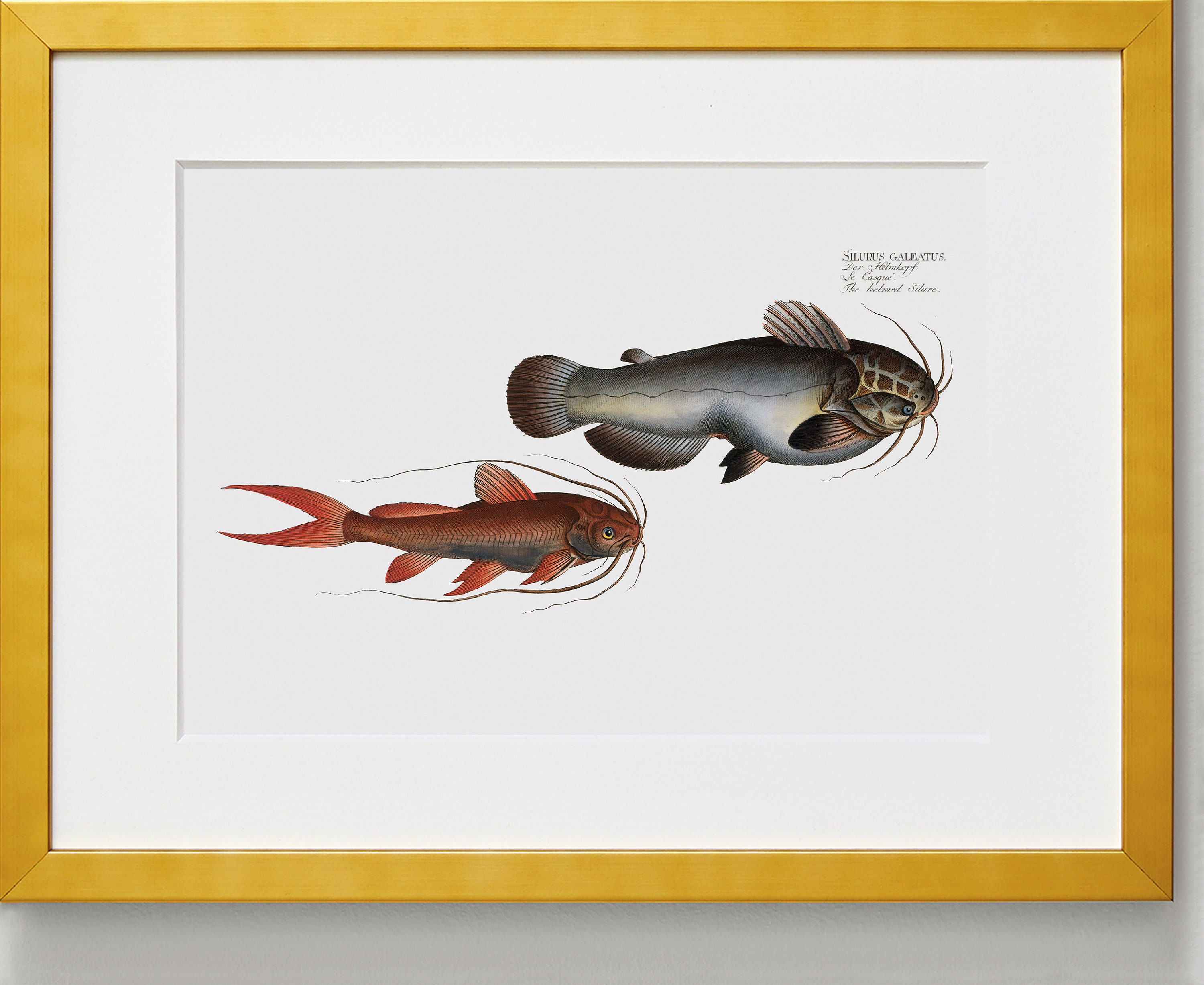 Fish Wall Art 1. Silurus Galeatus 2. Silurus Erythropterus | Etsy