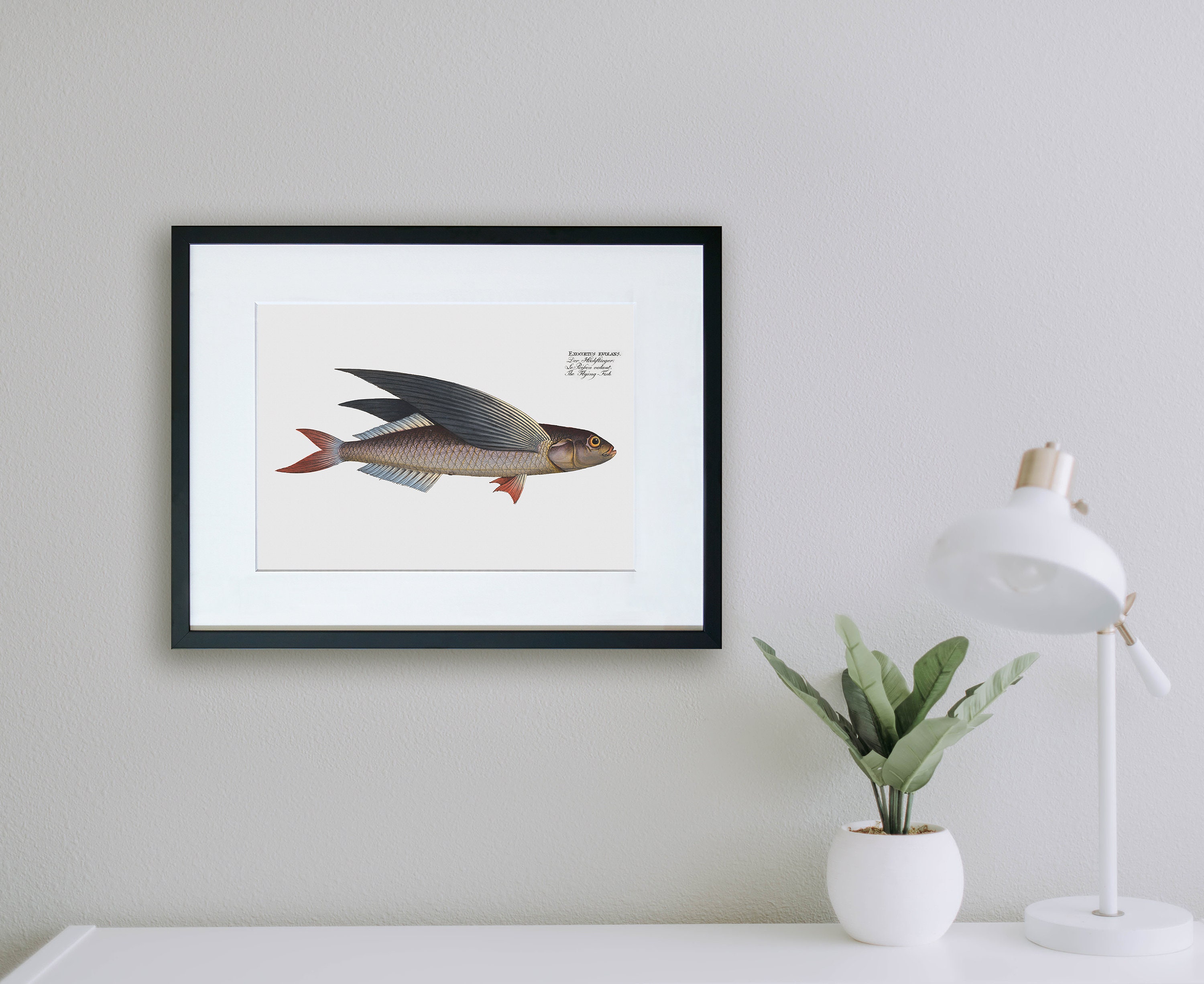 Fish Wall Art Print - the Flying-fish Framed Art - Fish Artwork - Etsy