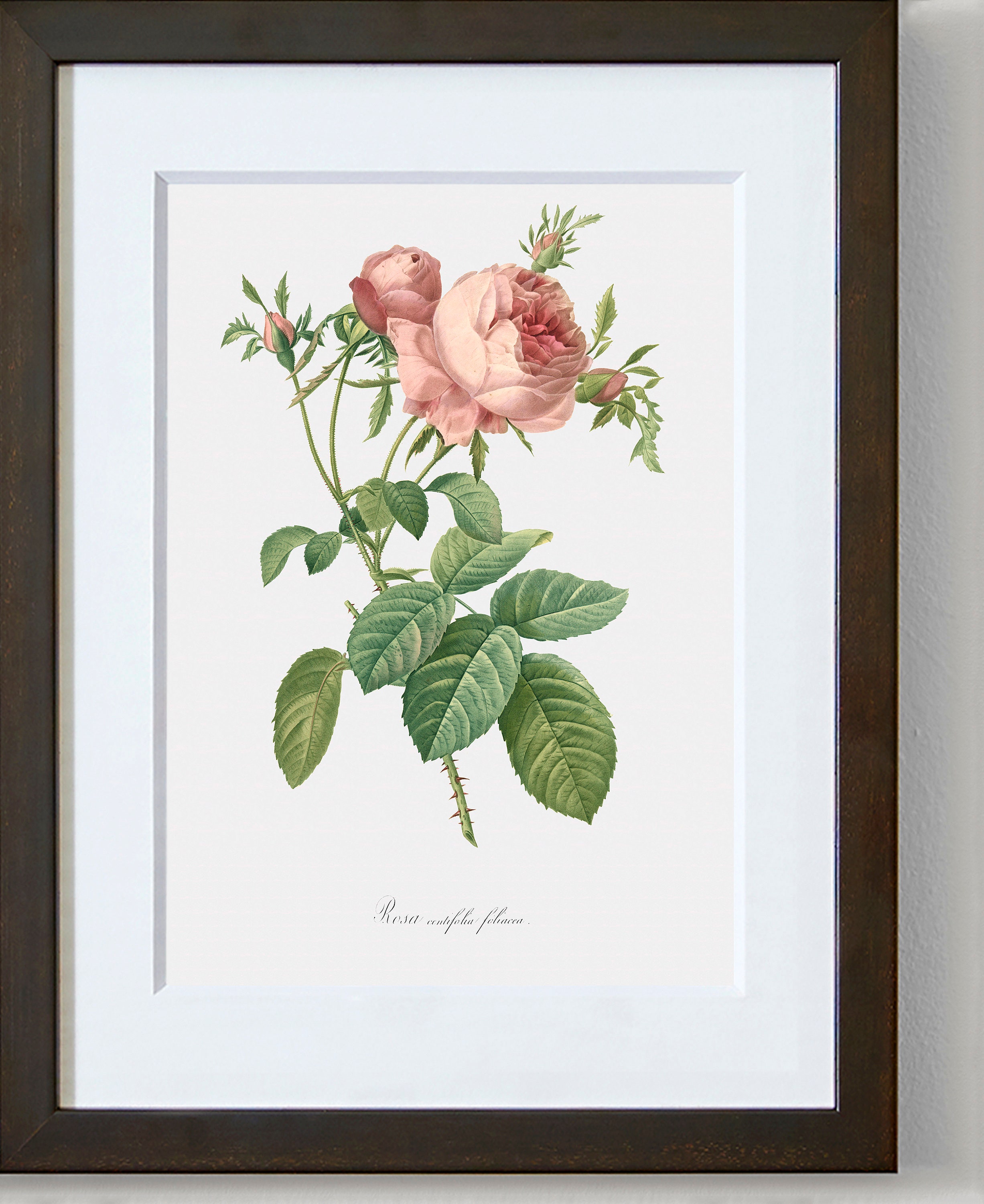 Rose Art Print Floral Art Leafy Cabbage Rose Rosa - Etsy