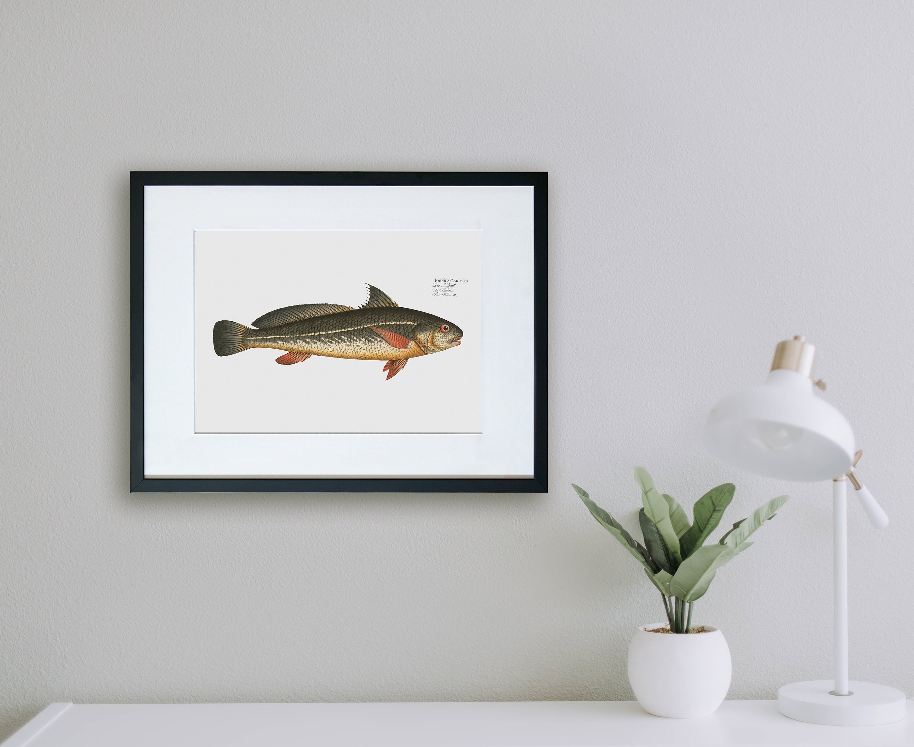 Fish Wall Art - the Karutt - Fish Fine Art Prints - Framed Art - Etsy