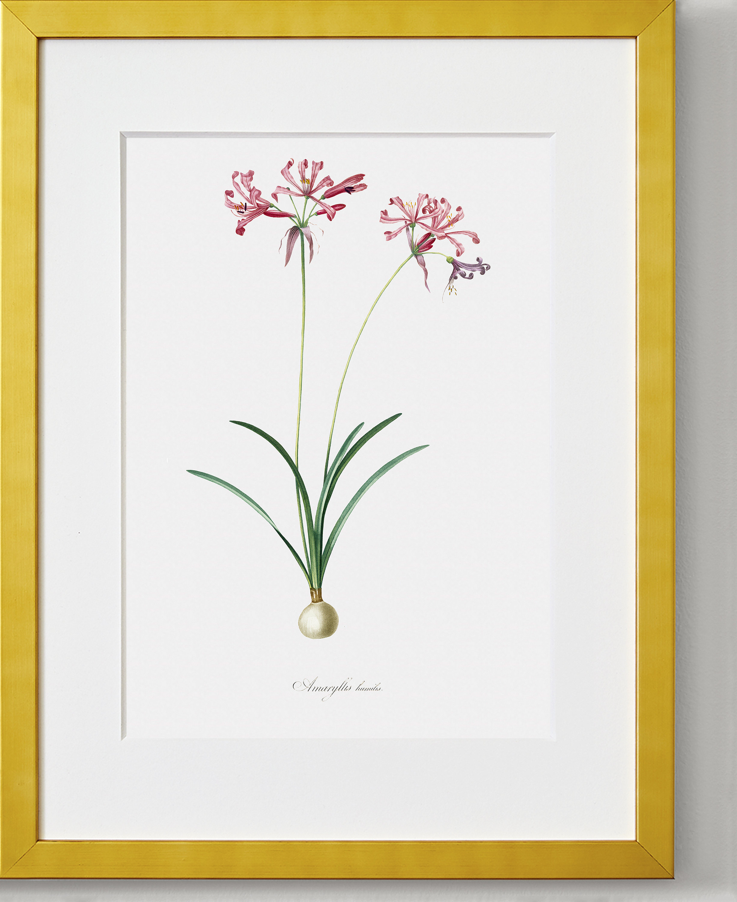 Flower Print Floral Art Nerine Lily Botanical Fine Art - Etsy