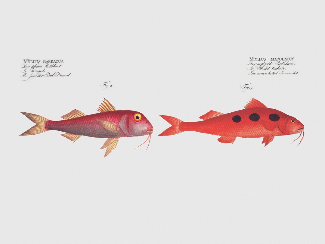 Fish Wall Art - the Maculated Surmulet - the Smaller Red-beard - Fish ...