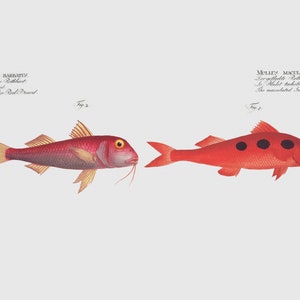 Fish Wall Art - the Maculated Surmulet - the Smaller Red-beard - Fish ...