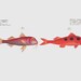 Fish Wall Art - the Maculated Surmulet - the Smaller Red-beard - Fish ...