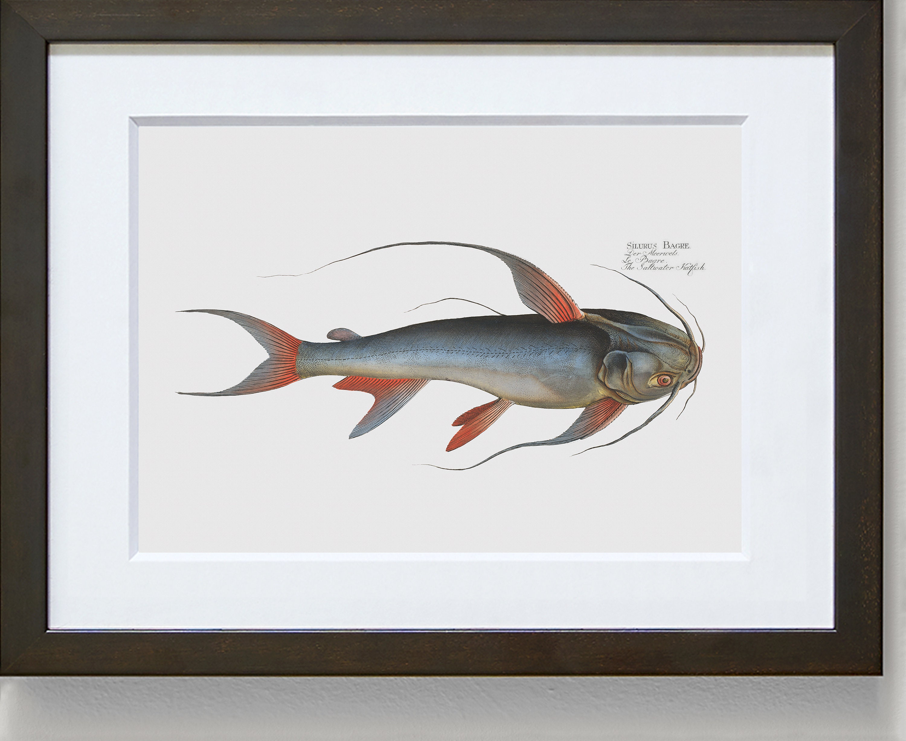 Fish Wall Art the Saltwater Katfish Framed Fish Art - Etsy