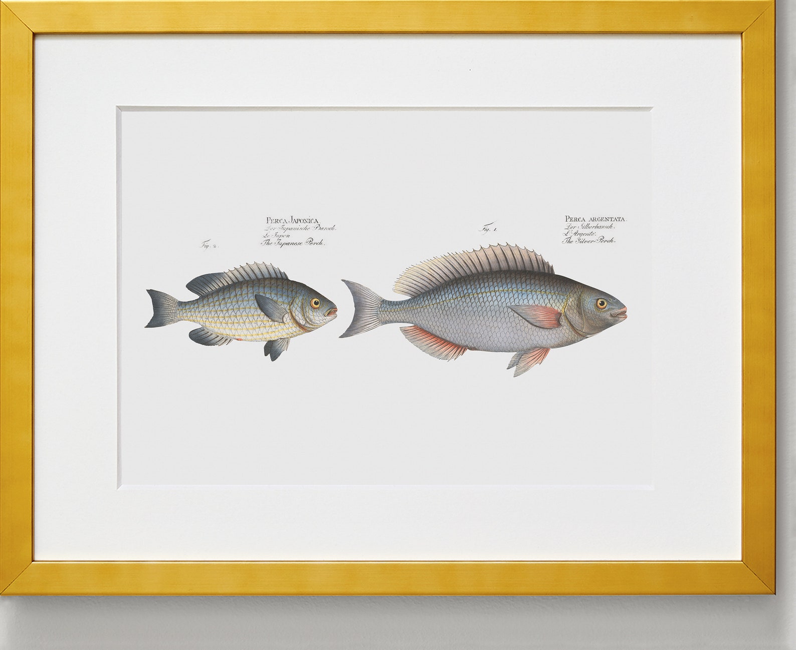 Fish Wall Art - the Silver-perch - the Japanese Perch - Fish Fine Art ...