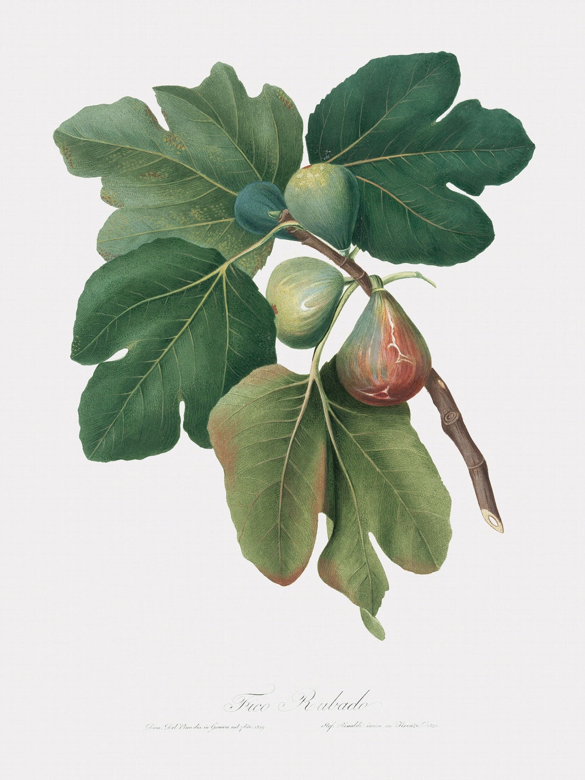 Fruit Wall Art Fico Rubado Common Fig Art Fruit Print | Etsy