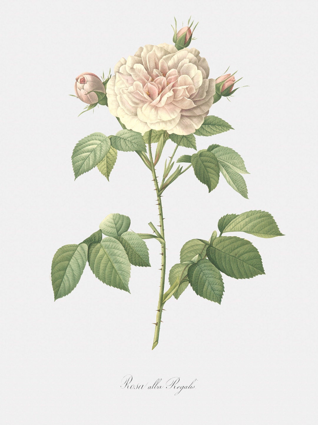 Rose Art Print - Floral Art - Great Maiden's Blush - Rosa Alba Regalis ...