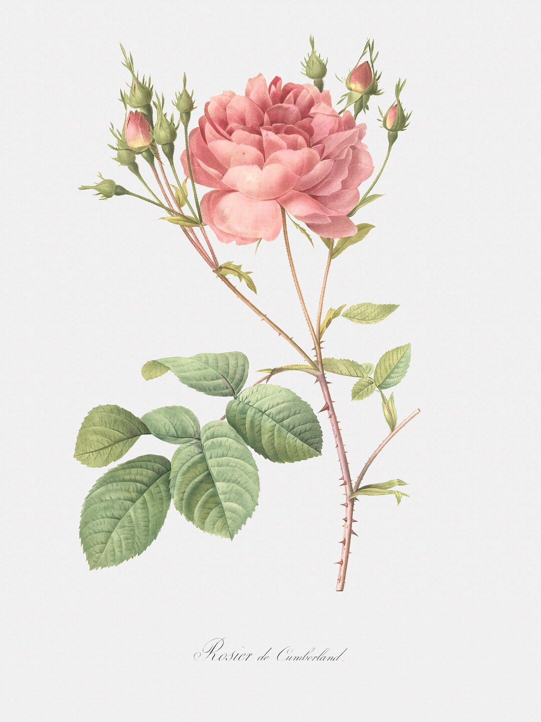 Rose Art Print - Floral Art - Cumberland Rose - Rosa Centifolia Anglica ...