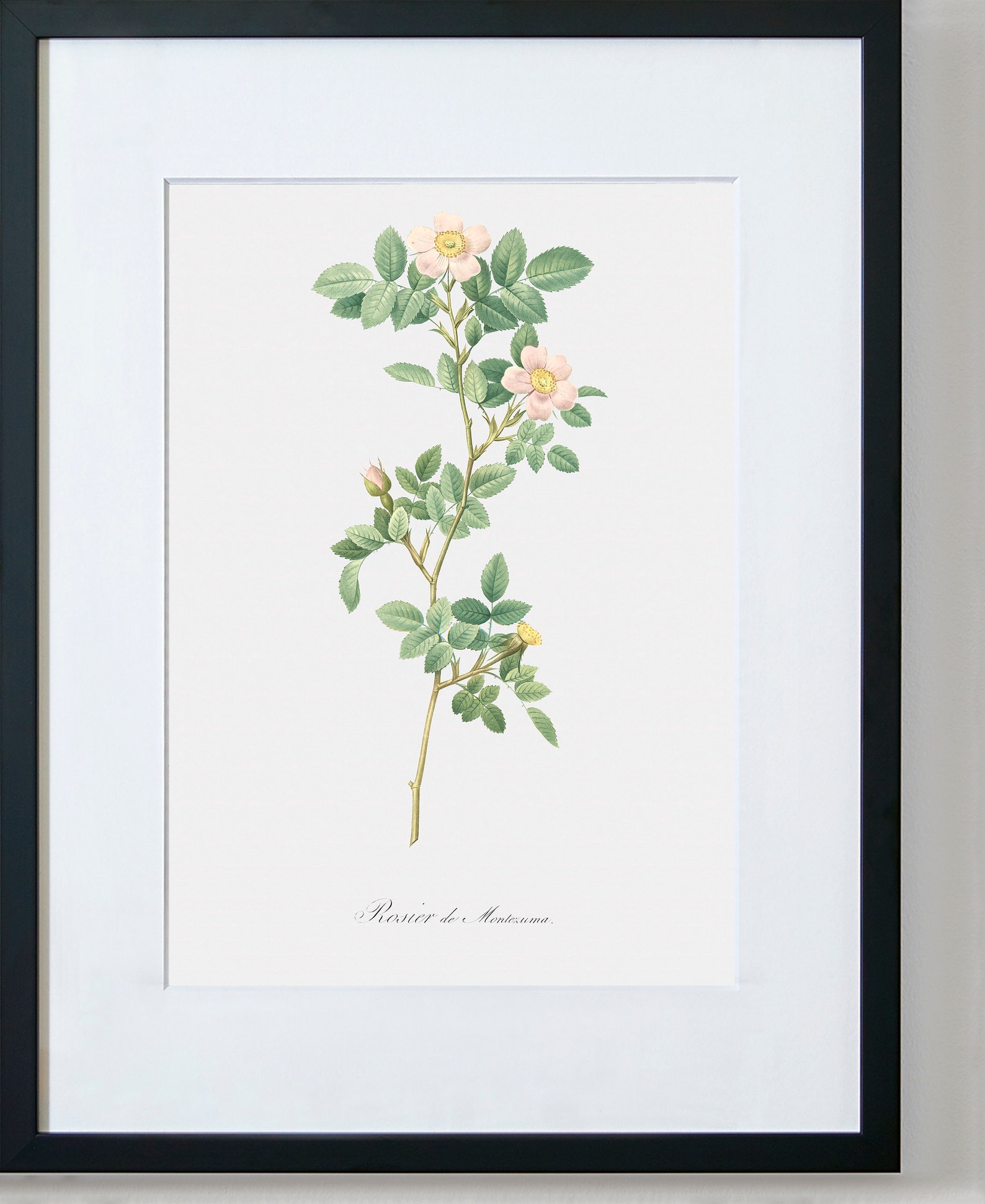 Rose Wall Art Rose Fine Art Print Rosa Montezuma Floral Artwork - Etsy