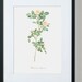 Rose Wall Art Rose Fine Art Print Rosa Montezuma Floral Artwork - Etsy