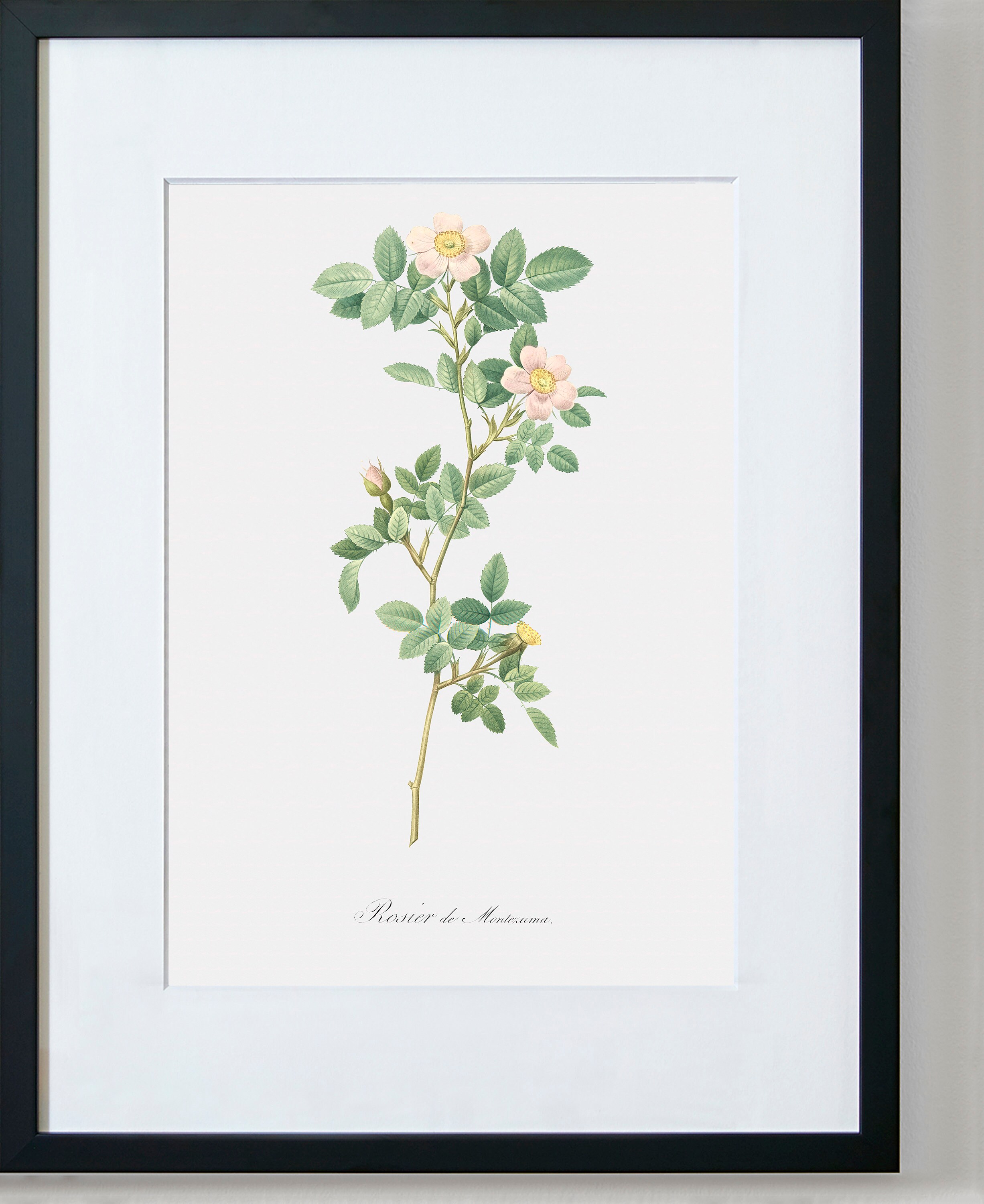 Rose Wall Art Rose Fine Art Print Rosa Montezuma Floral Artwork - Etsy