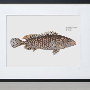Fish Wall Art Print - the Merra-fish Art - Epinephelus Merra - Etsy