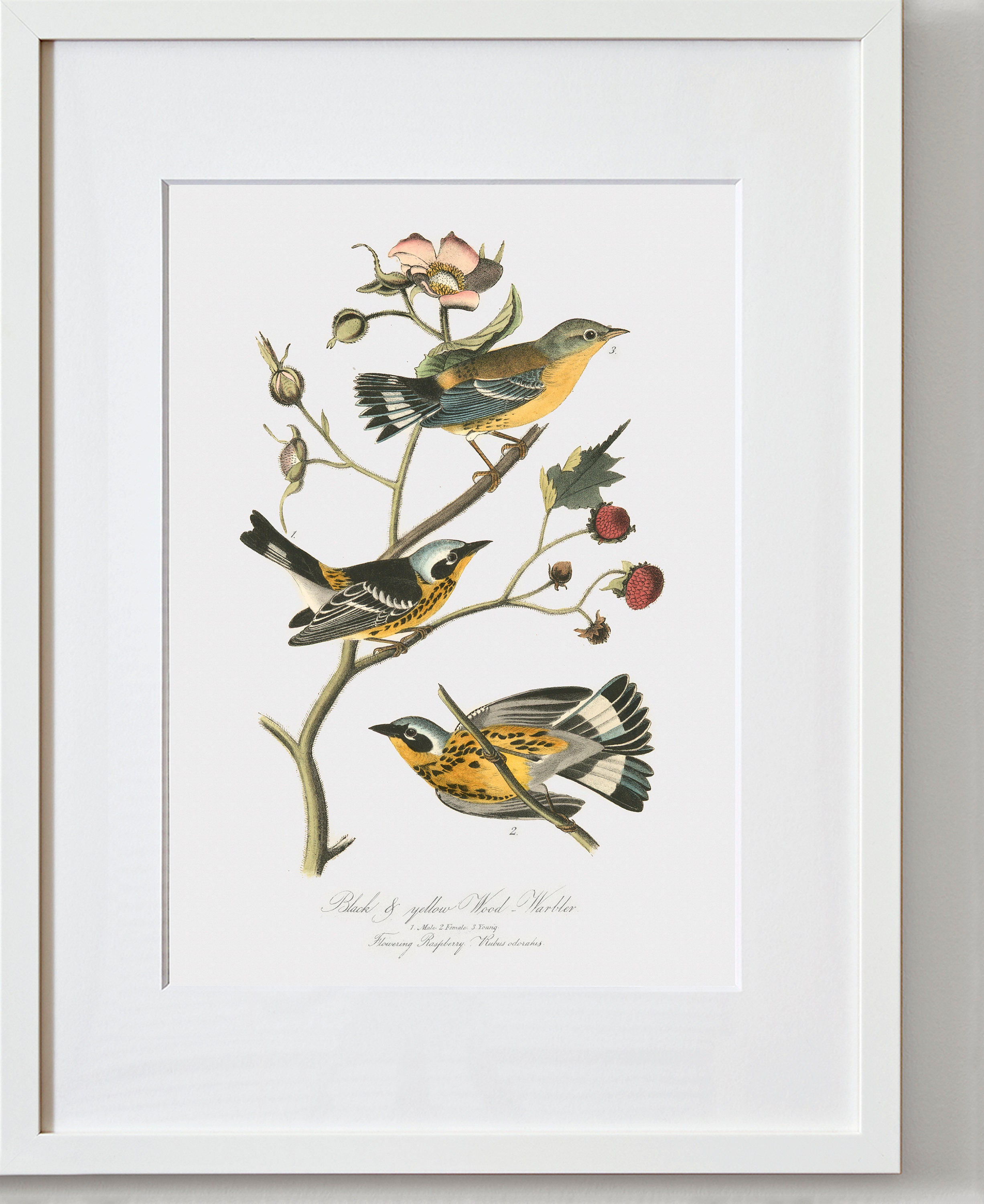 Bird Wall Art Bird Art Bird Fine Art Prints - Etsy