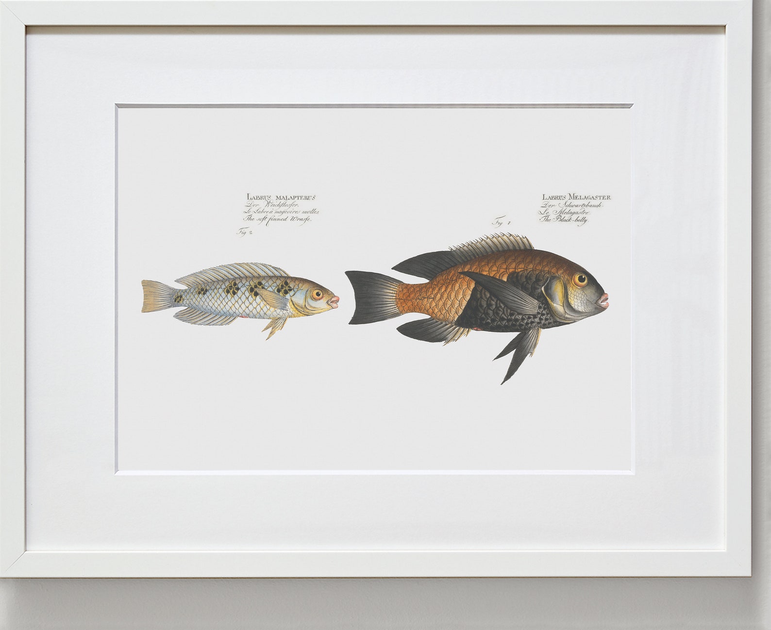 Fish Wall Art Print 1. Labrus Melagaster 2. Labrus Malapterus - Etsy