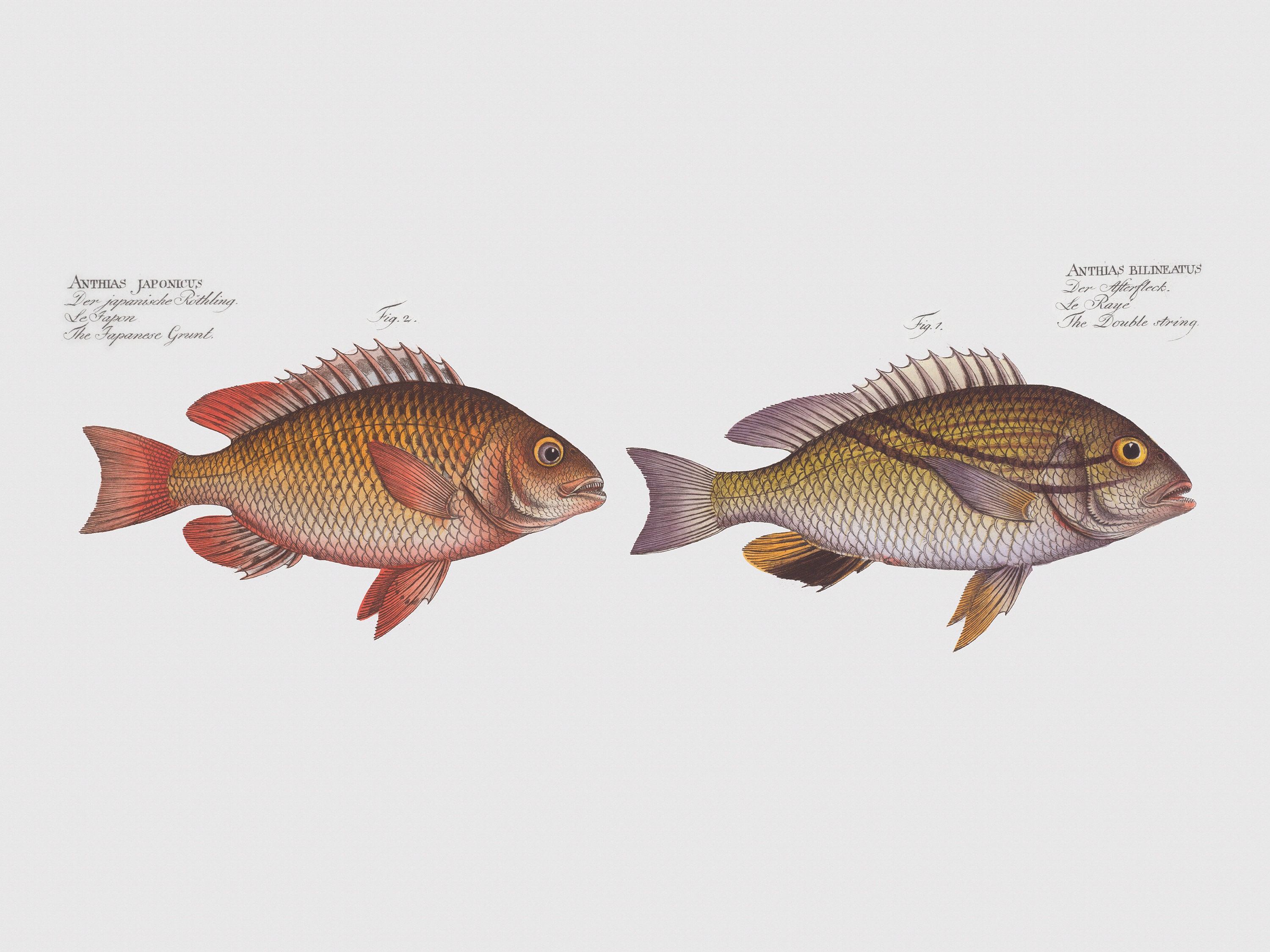 Fish Wall Art the Double String Fish Print Fish Artwork - Etsy