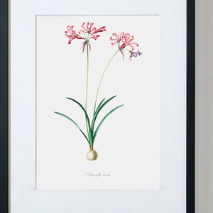Flower Print - Floral Art - Nerine Lily - Botanical Fine Art Print ...