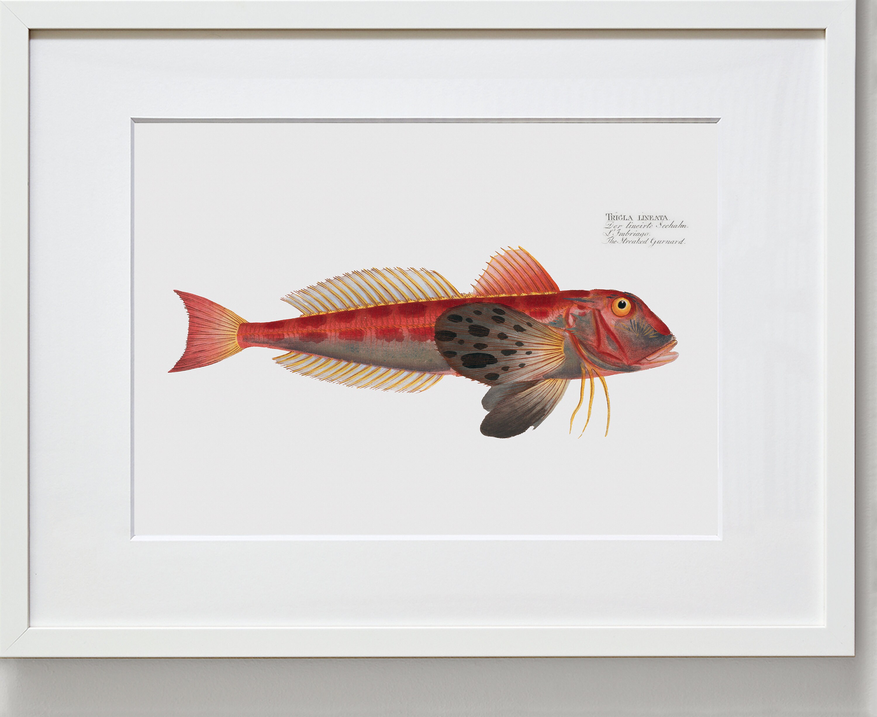 Fish Wall Art - the Streaked Gurnard - Fish Fine Art Prints - Framed ...