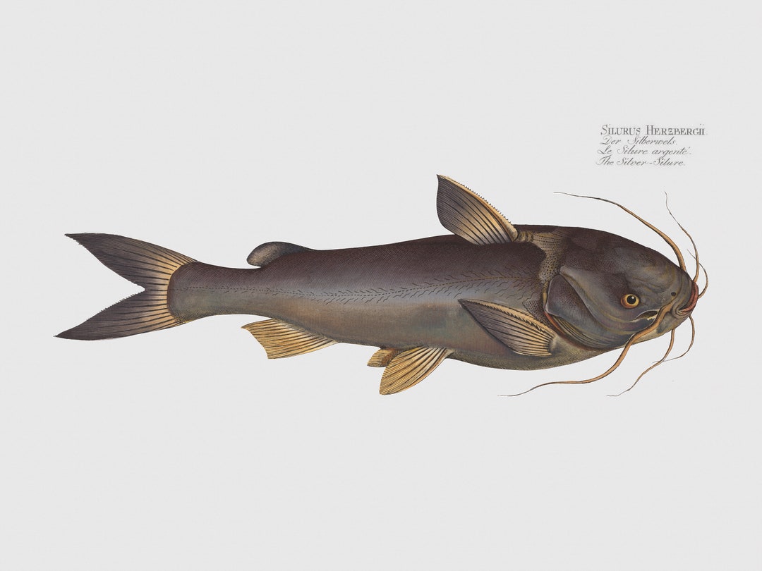 Fish Wall Art - the Silver-silure Fish Home Decor - Etsy