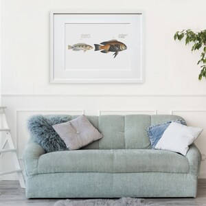 Fish Wall Art Print - 1. Labrus Melagaster 2. Labrus Malapterus - Etsy