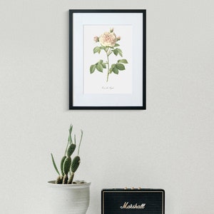 Rose Art Print - Floral Art - Great Maiden's Blush - Rosa Alba Regalis ...