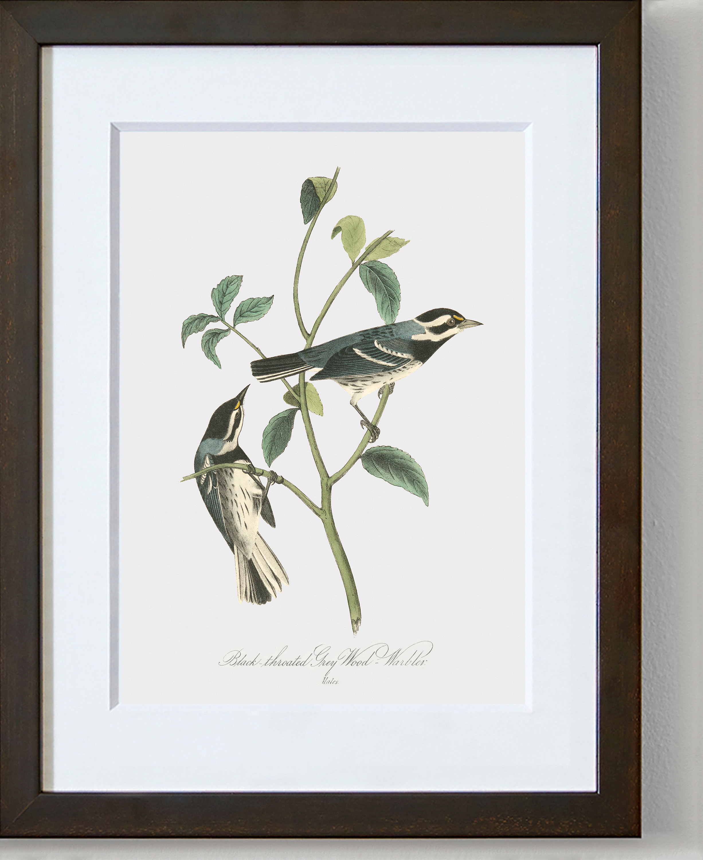 Bird Wall Art Print Framed Bird Wall Art Bird Art Prints | Etsy