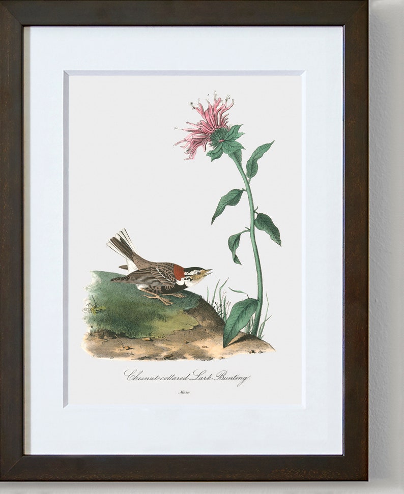Bird Wall Art Bird Wall Hanging Framed Bird Wall Art - Etsy