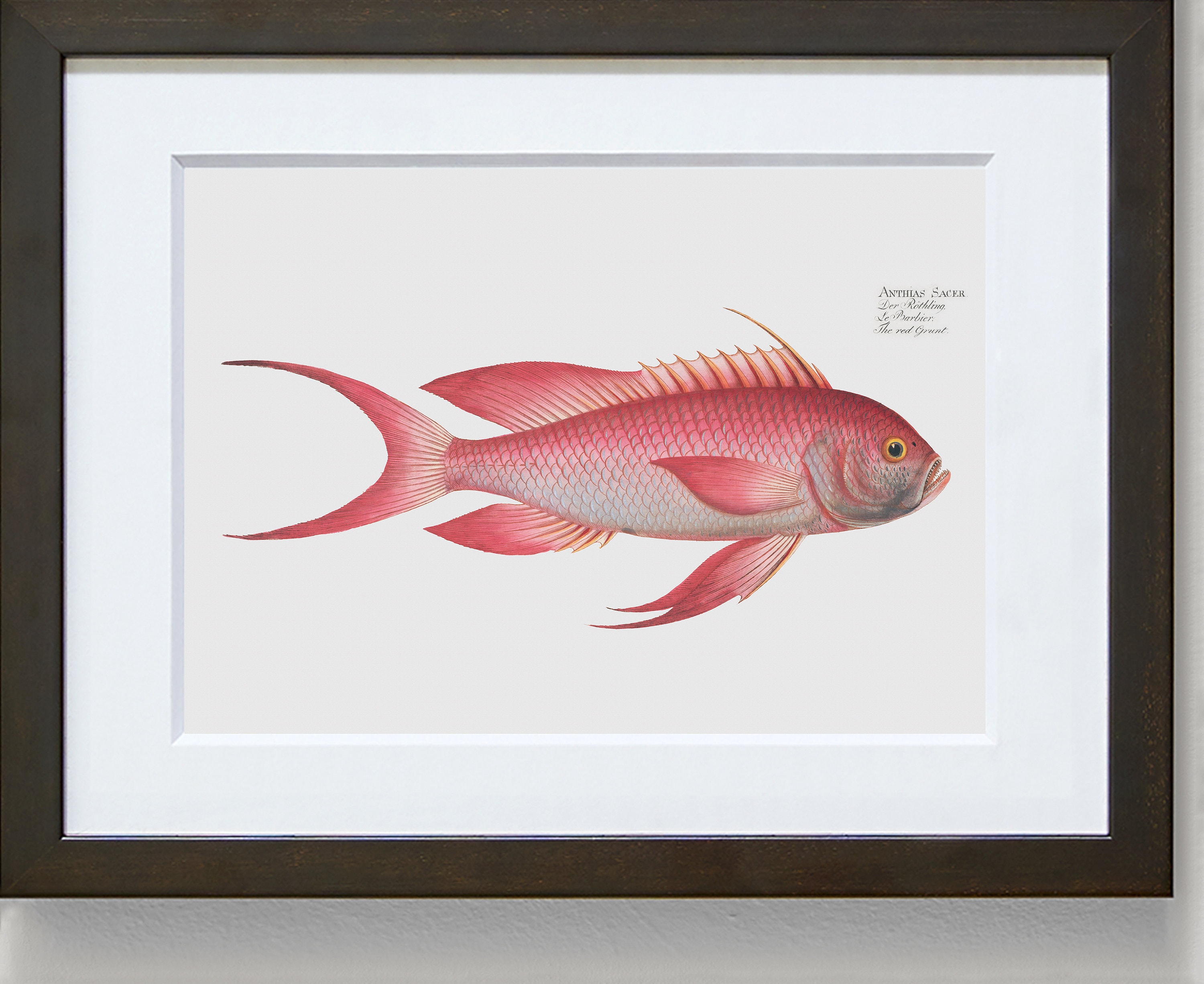 Fish Wall Art the Red Grunt Fish Fine Art Prints Framed - Etsy