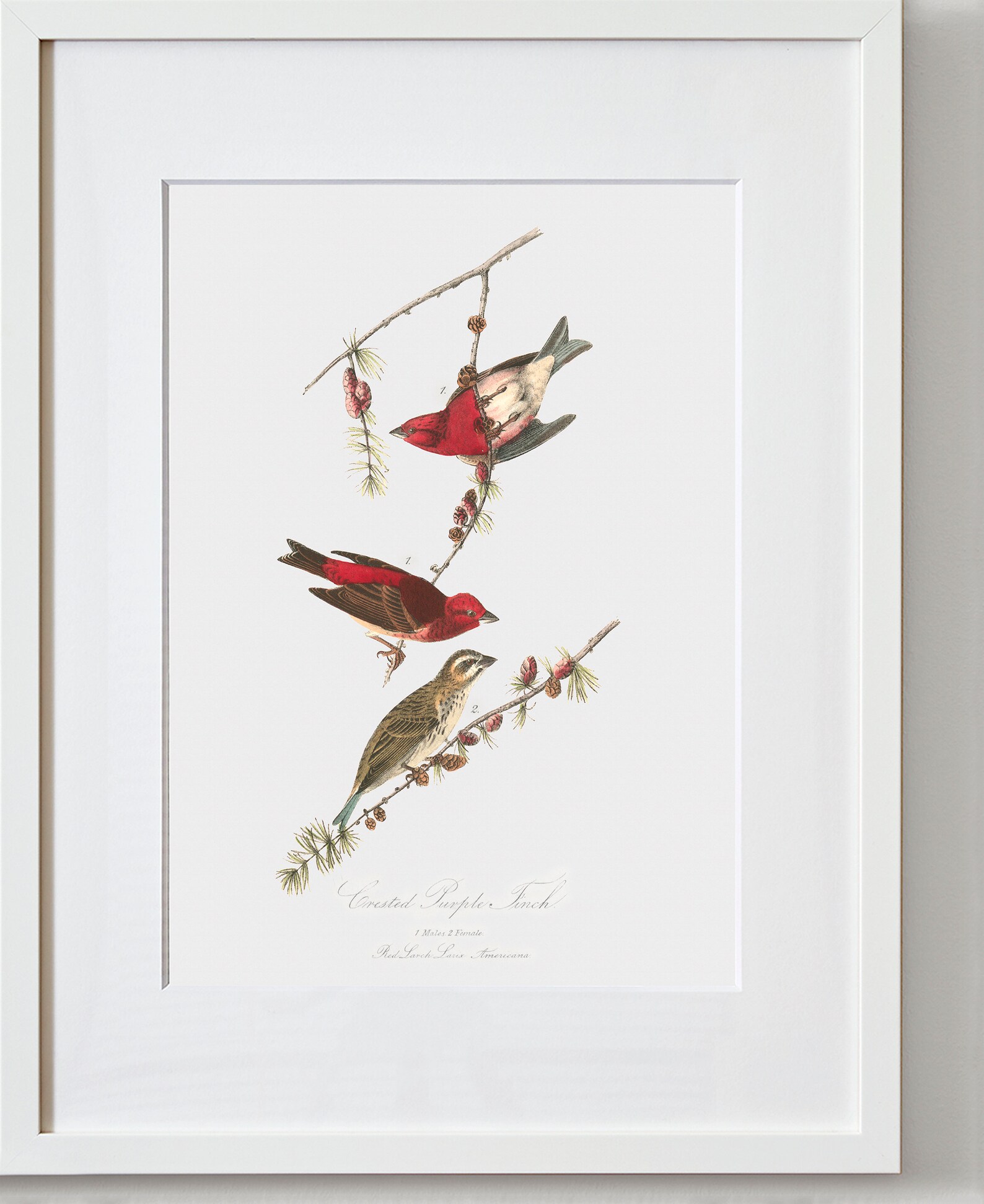 Bird Wall Art Framed Bird Wall Art Birds Wall Decor Crested - Etsy